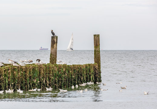 รูปภาพKormoran – เลือกดูภาพถ่ายสต็อก เวกเตอร์ และวิดีโอ6,692 | Adobe Stock