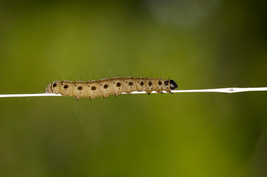 Raube Images – Browse 85 Stock Photos, Vectors, and Video | Adobe Stock