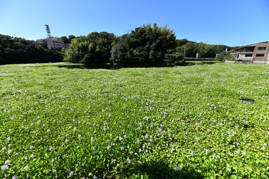 熊野那智大社 Images – Browse 855 Stock Photos, Vectors, and Video | Adobe Stock