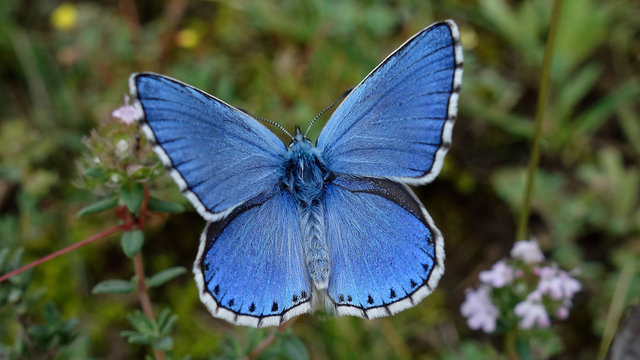 Papallona 이미지 – 찾아보기 14 스톡 사진, 벡터 및 비디오 | Adobe Stock