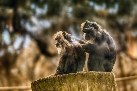 Makak Images – Parcourir 5,042 le catalogue de photos, vecteurs et ...