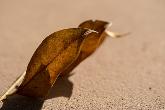 "Monotone Background" Images – Browse 218 Stock Photos, Vectors, and ...