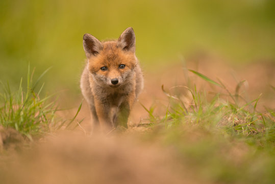 Renardeau Bilder – Durchsuchen 327 Archivfotos, Vektorgrafiken und ...