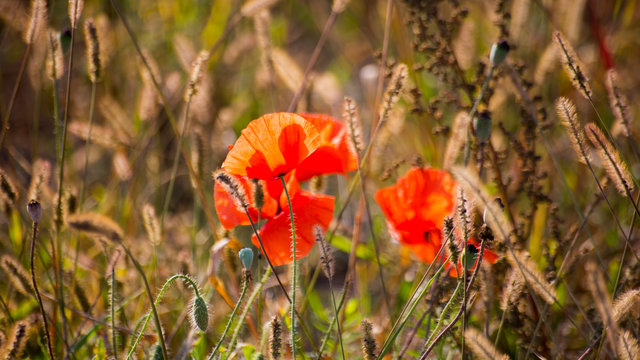 "Fields Of Poppies" Images – Browse 500 Stock Photos, Vectors, and ...