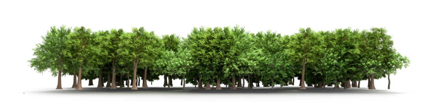 Free Trees Images – Browse 61,113 Free Stock Photos, Vectors, and Video ...