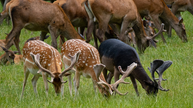 รูปภาพDamhirsche – เลือกดูภาพถ่ายสต็อก เวกเตอร์ และวิดีโอ535 | Adobe Stock