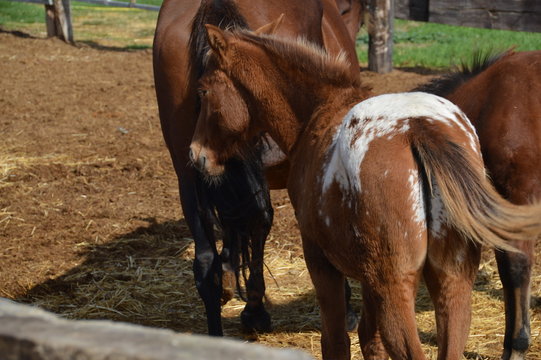 Imágenes de Potrillo: descubre bancos de fotos, ilustraciones, vectores ...