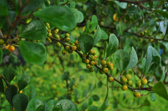 Imagens de Miris – Explore Fotografias do Stock, Vetores e Vídeos de ...