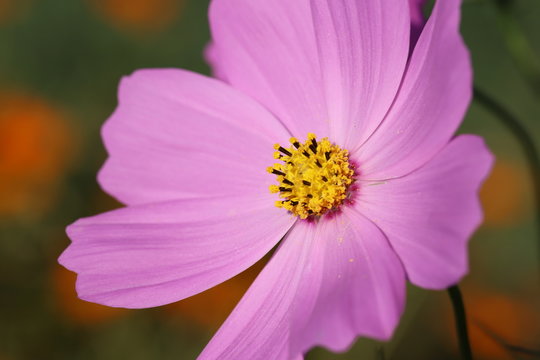 葯 Images – Browse 571 Stock Photos, Vectors, and Video | Adobe Stock