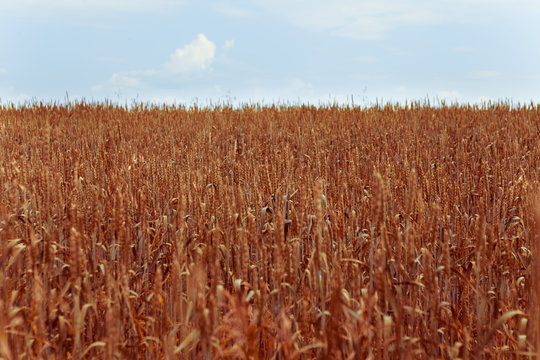 รูปภาพ"Yellow Field" – เลือกดูภาพถ่ายสต็อก เวกเตอร์ และวิดีโอ3,030 ...