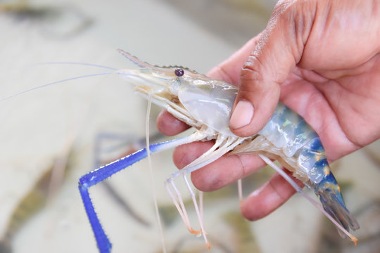 "Giant Freshwater Prawn" Images – Browse 1,657 Stock Photos, Vectors ...