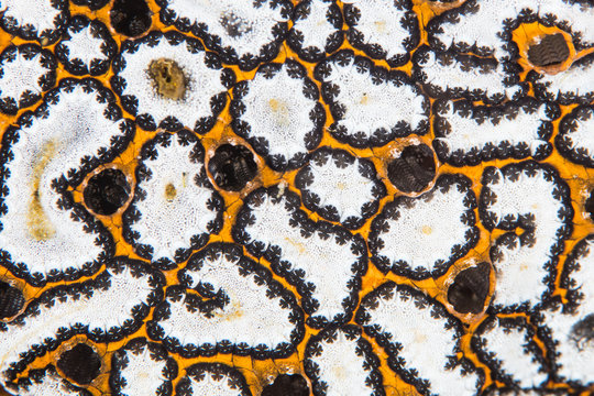 Botryllus Images – Browse 9 Stock Photos, Vectors, and Video | Adobe Stock