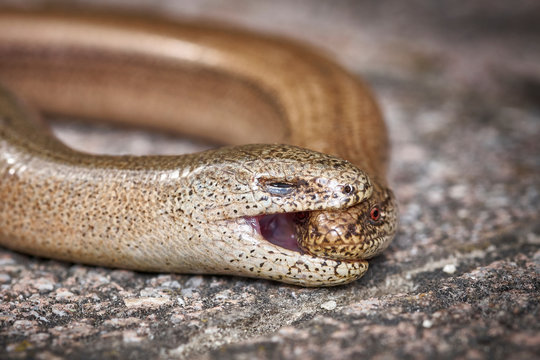 รูปภาพSlow-Worm – เลือกดูภาพถ่ายสต็อก เวกเตอร์ และวิดีโอ2,784 | Adobe Stock
