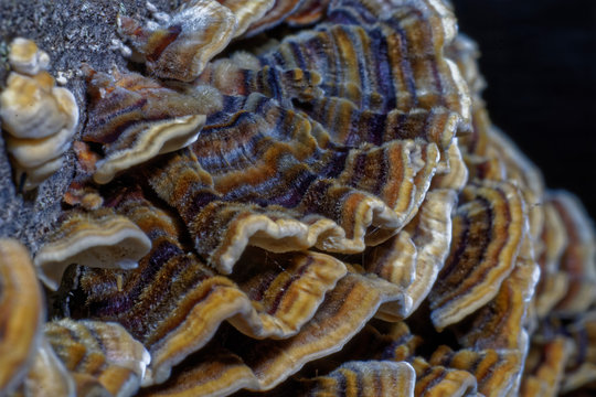 Oyster Shell Texture Bilder – Durchsuchen 8,795 Archivfotos ...