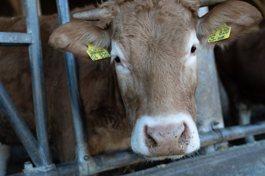 Rindvieh bilder – Bläddra bland 3,320 stockfoton, vektorer och videor ...