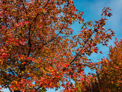 รูปภาพChinar – เลือกดูภาพถ่ายสต็อก เวกเตอร์ และวิดีโอ150 | Adobe Stock