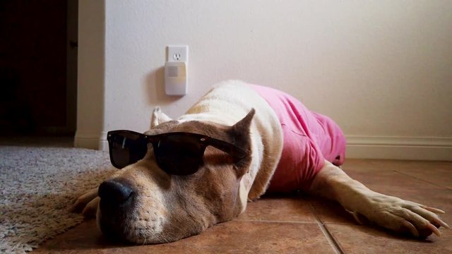 "Perk Up" Bilder – Durchsuchen 324 Archivfotos, Vektorgrafiken und ...