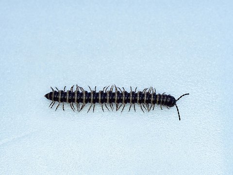 Destruenten Bilder – Durchsuchen 1,496 Archivfotos, Vektorgrafiken und ...