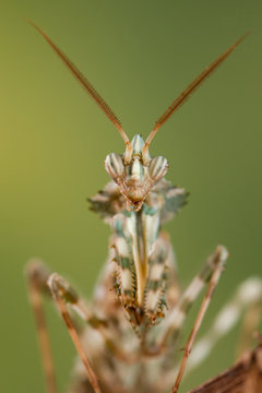 Idolomantis Images – Browse 161 Stock Photos, Vectors, and Video ...
