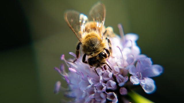 Butine Images – Browse 1,921 Stock Photos, Vectors, and Video | Adobe Stock