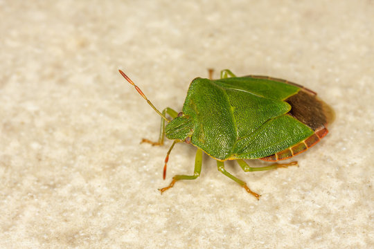 Imágenes de Stinkwanze: descubre bancos de fotos, ilustraciones ...
