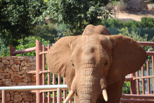 「Pachiderma」の画像 - 752 件の Stock 写真、ベクターおよびビデオ | Adobe Stock