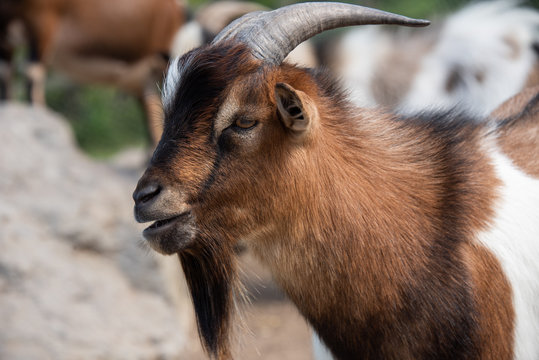 Ziegenbart bilder – Bläddra bland 903 stockfoton, vektorer och videor ...