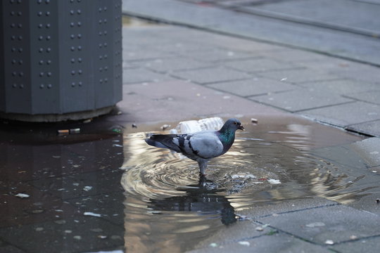 รูปภาพDuif – เลือกดูภาพถ่ายสต็อก เวกเตอร์ และวิดีโอ163 | Adobe Stock