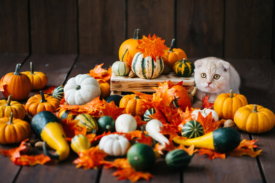 Pumpkin Cat Wallpaper