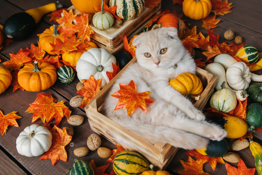 Pumpkin Cat Wallpaper