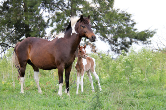 Imágenes de Potrillo: descubre bancos de fotos, ilustraciones, vectores ...