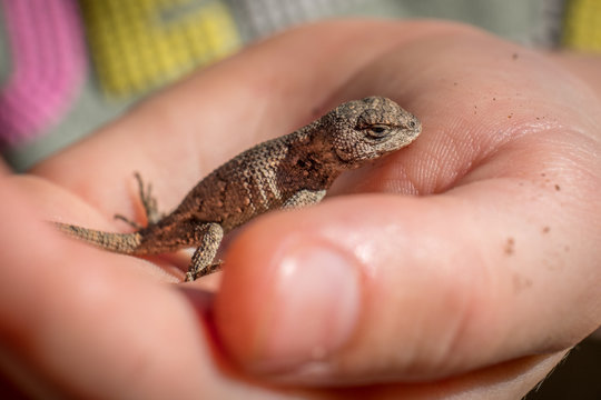Baby Eastern Fence Lizard