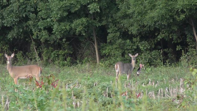 Deer Turkey Images – Browse 2,423 Stock Photos, Vectors, and Video ...