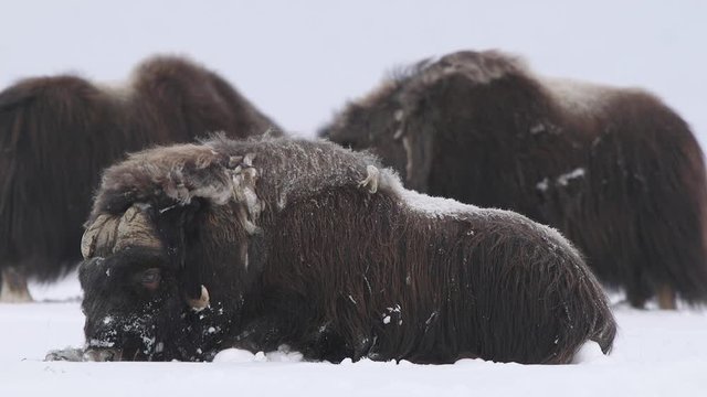 Moskus Bilder – Durchsuchen 68 Archivfotos, Vektorgrafiken und Videos ...