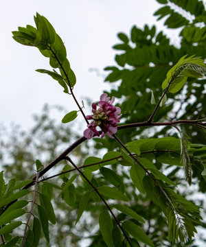 Akashmoni Bilder – Durchsuchen 200 Archivfotos, Vektorgrafiken und ...