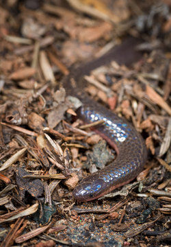 454 BEST Fossorial IMAGES, STOCK PHOTOS & VECTORS | Adobe Stock