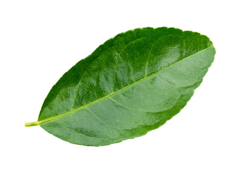 รูปภาพKiffer – เลือกดูภาพถ่ายสต็อก เวกเตอร์ และวิดีโอ813 | Adobe Stock