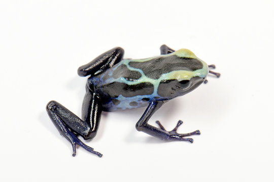 Okopipi-Bilder: Stock-Fotos & -Videos. | Adobe Stock