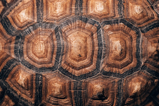Tortoise Shell Pattern Background