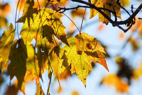 Ralph Petty photos, images, assets | Adobe Stock