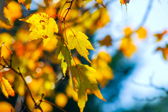 Ralph Petty photos, images, assets | Adobe Stock