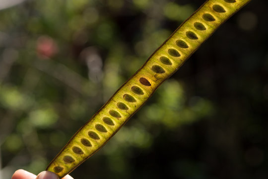 Huaje Images – Browse 27 Stock Photos, Vectors, and Video | Adobe Stock