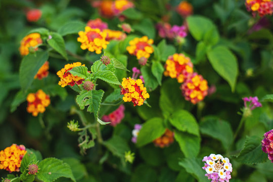 Lantana 이미지 – 찾아보기 13,922 스톡 사진, 벡터 및 비디오 | Adobe Stock