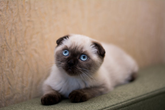 Birmanes Bilder – Durchsuchen 5,587 Archivfotos, Vektorgrafiken und ...
