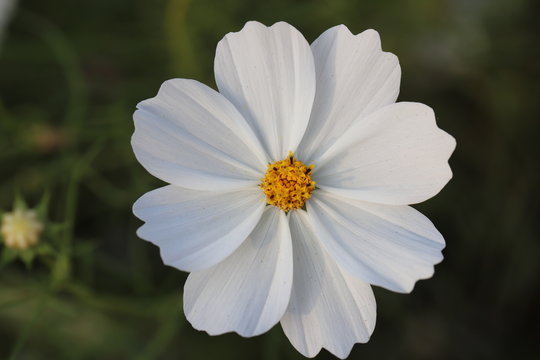 葯 Images – Browse 571 Stock Photos, Vectors, and Video | Adobe Stock