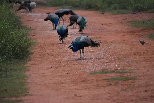 Trinath photos, images, assets | Adobe Stock