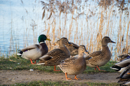 Natatorial Bilder – Durchsuchen 1,614 Archivfotos, Vektorgrafiken und ...