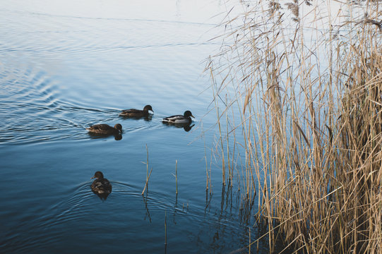 Natatorial Bilder – Durchsuchen 1,614 Archivfotos, Vektorgrafiken und ...