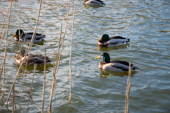 Natatorial Bilder – Durchsuchen 1,627 Archivfotos, Vektorgrafiken und ...