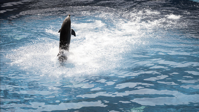 "Striped Dolphin" Images – Browse 381 Stock Photos, Vectors, and Video | Adobe Stock